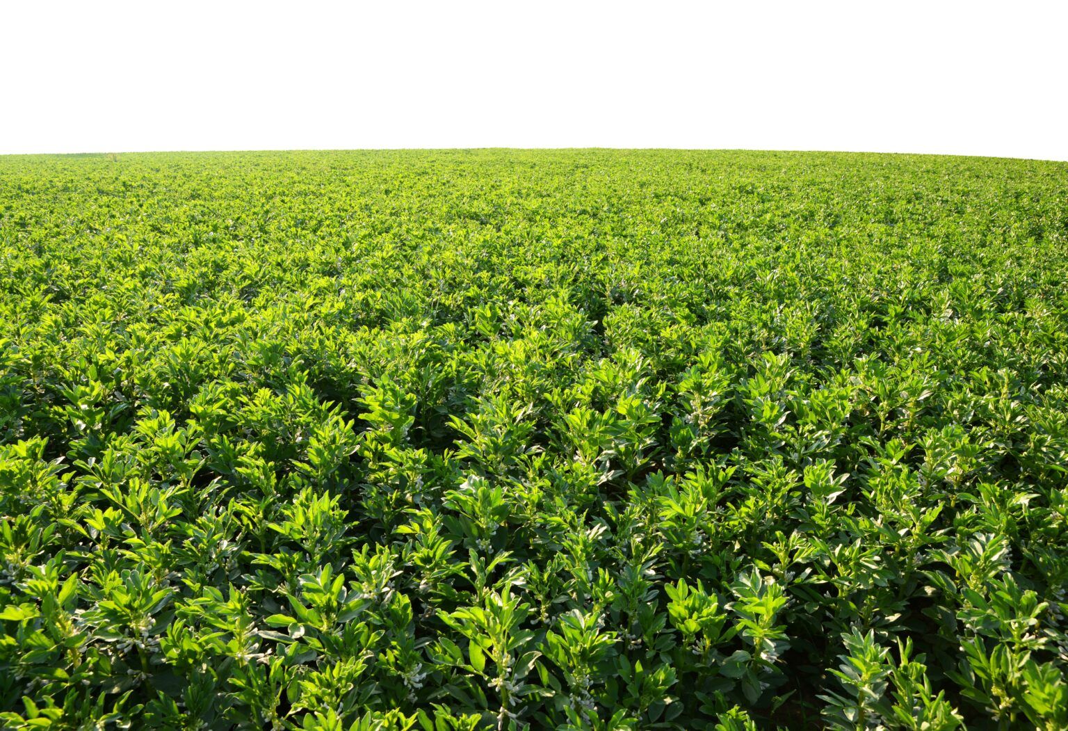 Faba Beans | Cereals | Wesco Seeds