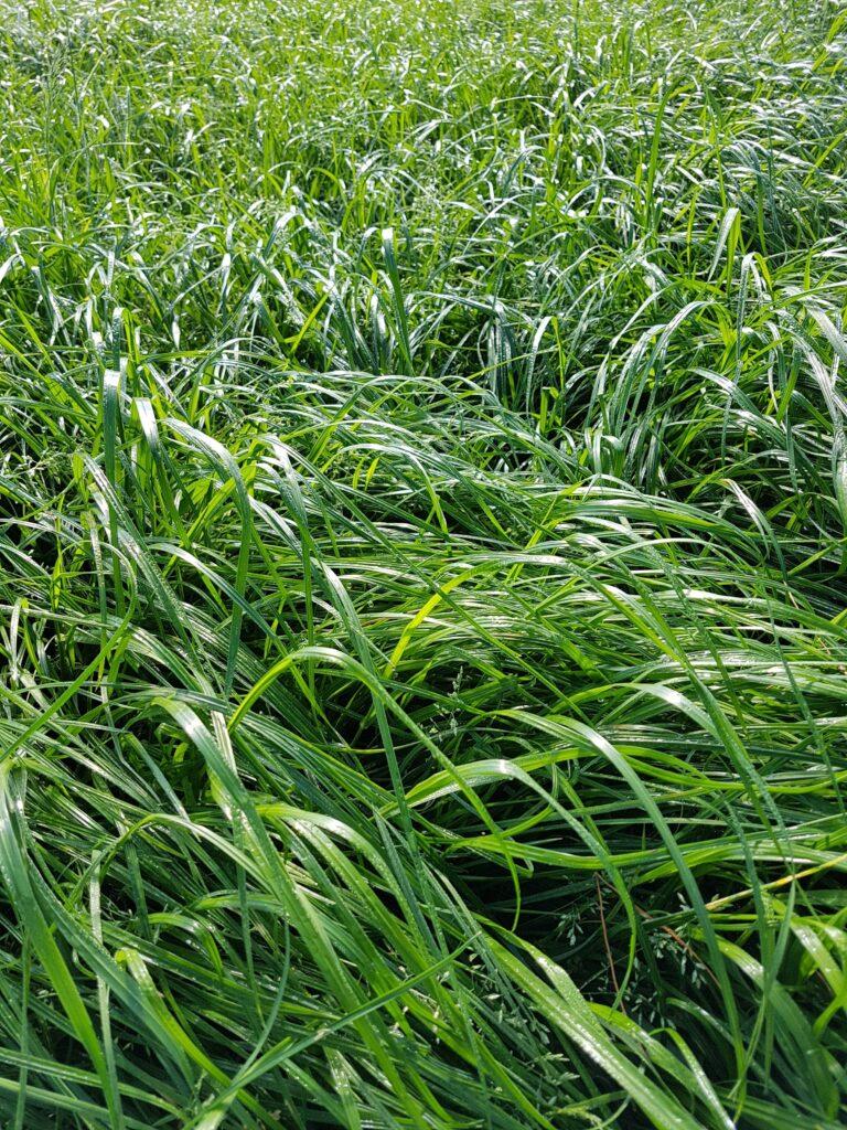 Italian Multiblend | Classic Wesco Seed Mixes, Italian Mixes | Wesco Seeds