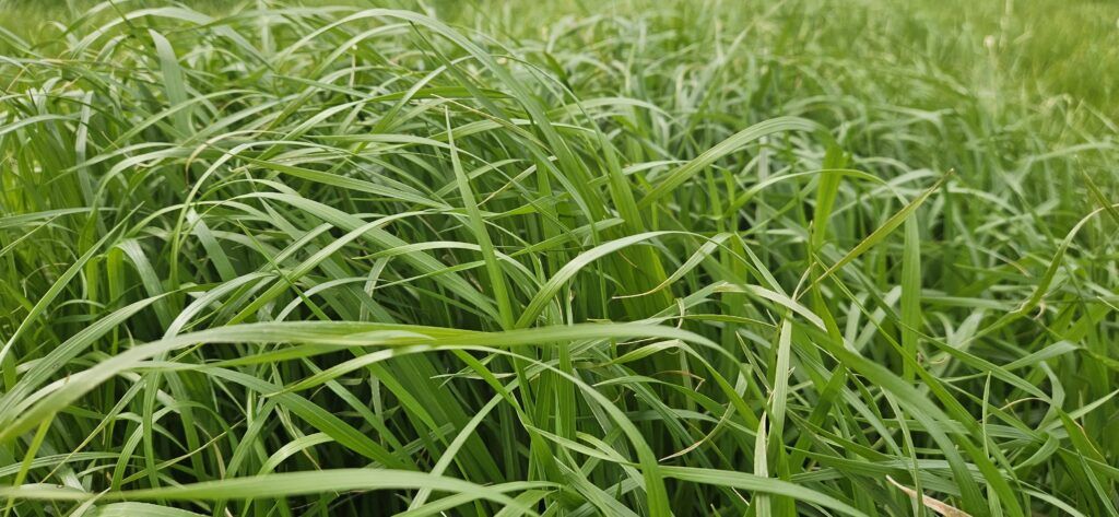 Moata | Italian, Ryegrasses | Wesco Seeds