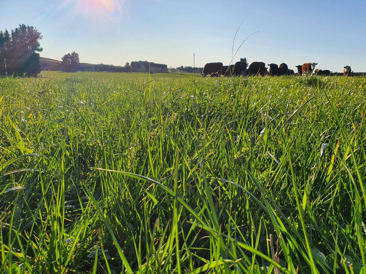 Pasture Recovery Mix | Classic Wesco Seed Mixes, The Classics | Wesco Seeds