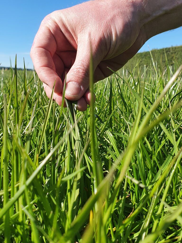 Rocket Grass | Italian, Ryegrasses | Wesco Seeds