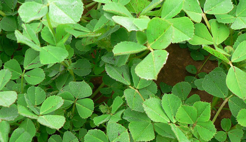 Spinless Burr Medics | Clovers and Legumes, Legumes & herbs | Wesco Seeds