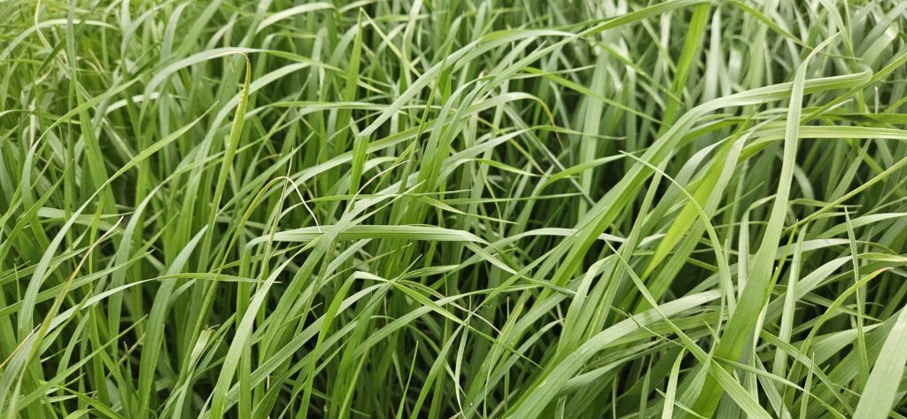 Tama | Italian, Ryegrasses | Wesco Seeds