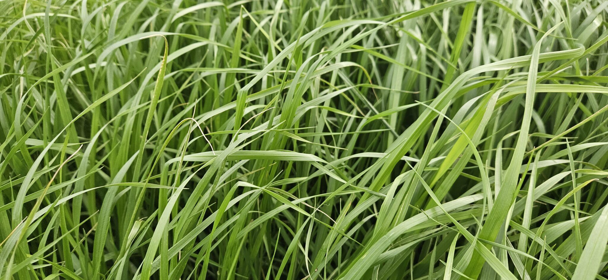 Tama | Italian, Ryegrasses | Wesco Seeds
