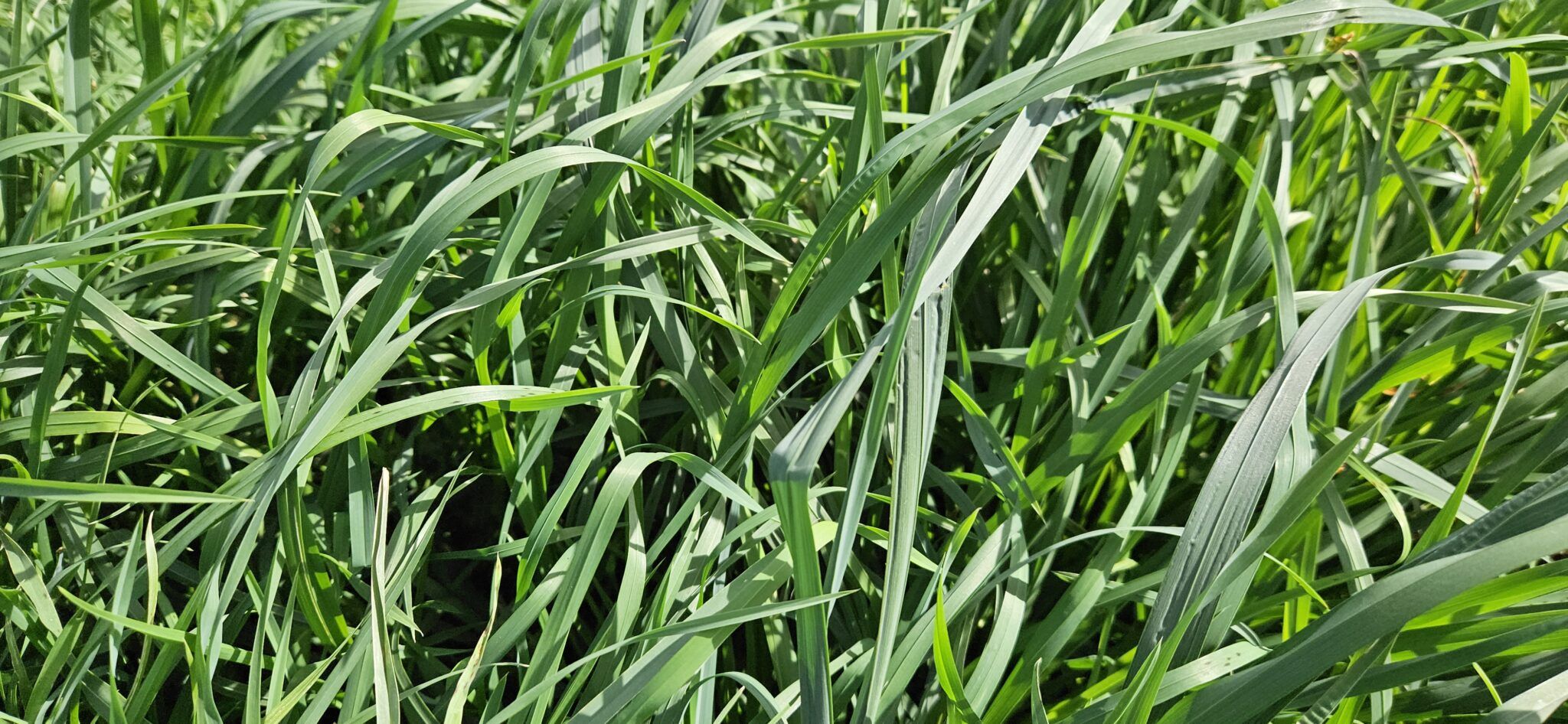 Crown Royal Cocksfoot | Cocksfoot and Timothy | Wesco Seeds