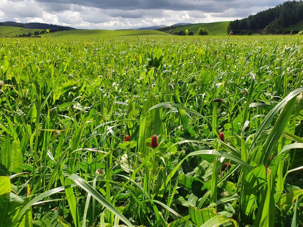Elite Saxon Nutri-Pak Forage Meadow/Pasture Mix | Elite Seed Mixes ...