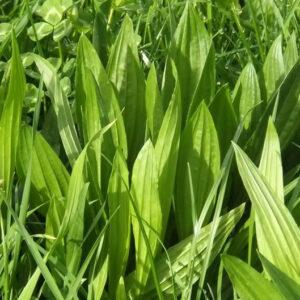Value Chicory/Plantain Mix | Legume Blends | Wesco Seeds