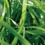 Fury | Italian, Ryegrasses | Wesco Seeds