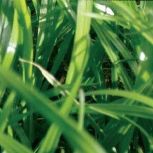 Fury | Italian, Ryegrasses | Wesco Seeds