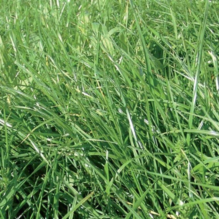 Ryegrasses | Wesco Seeds, New Zealand